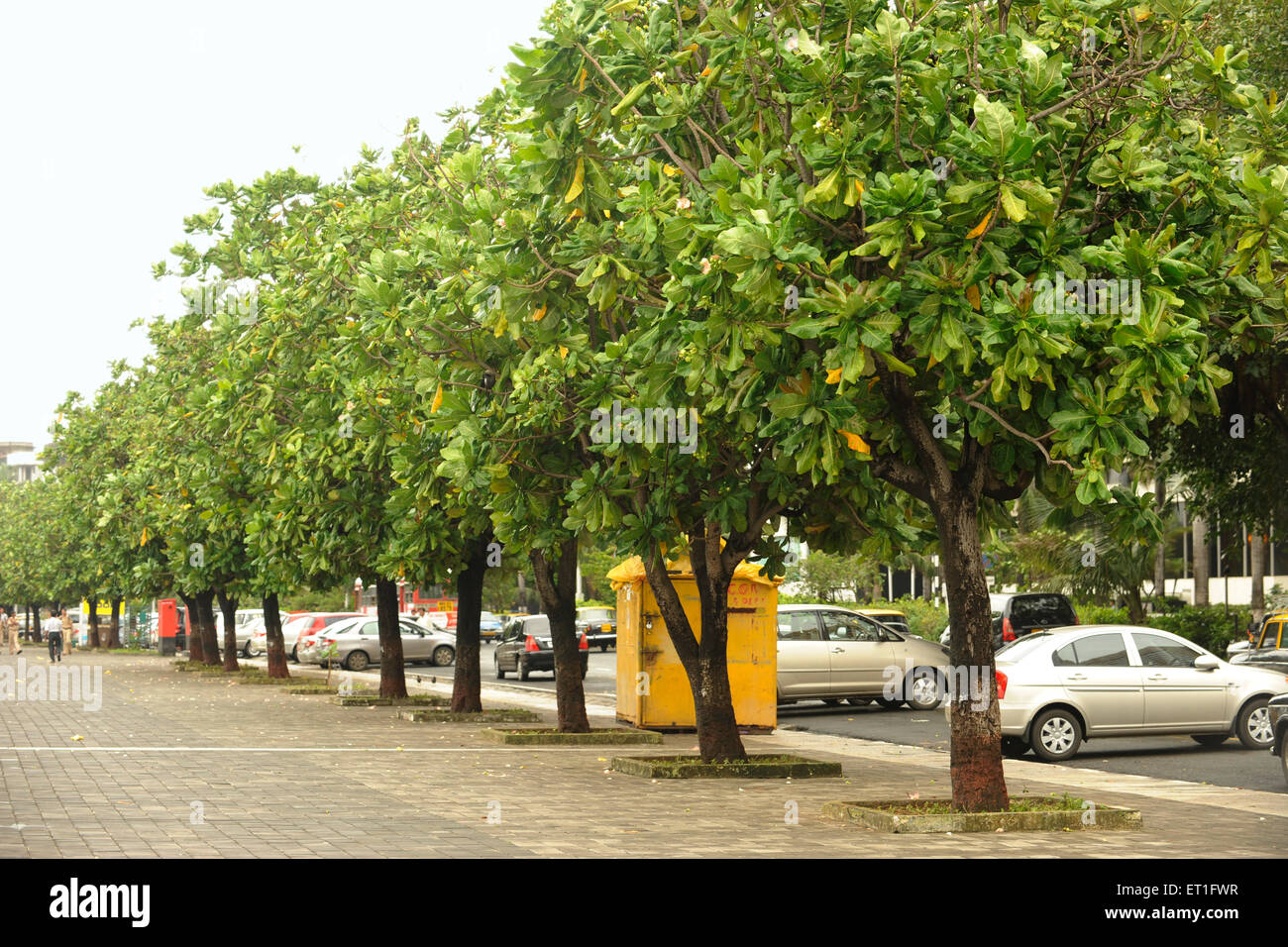 Tree lined pavement ; Nariman Point ; Marine Drive ; Bombay ; Mumbai ...