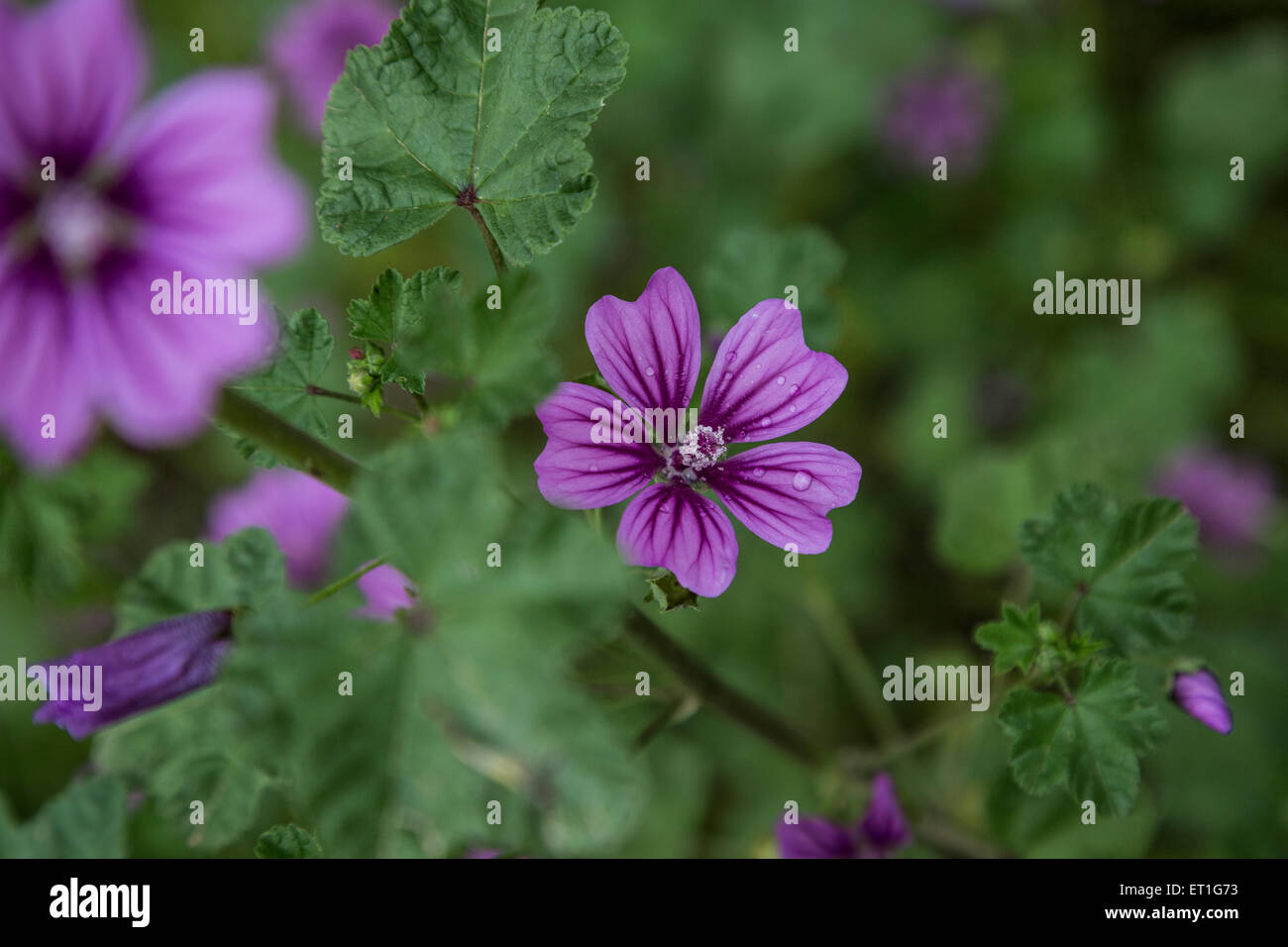 Violet jungle flower hi-res stock photography and images - Alamy