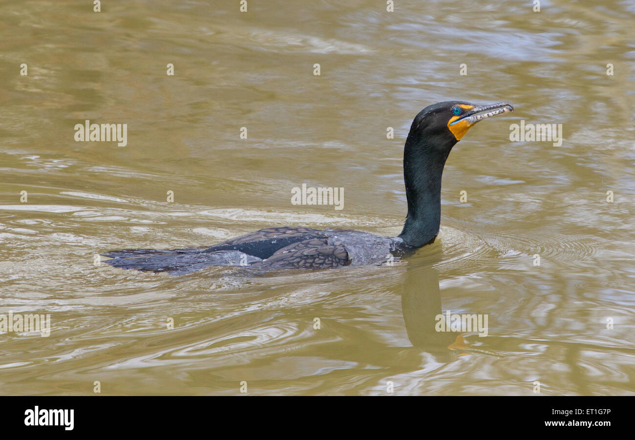Funny cormorant close-up Stock Photo - Alamy