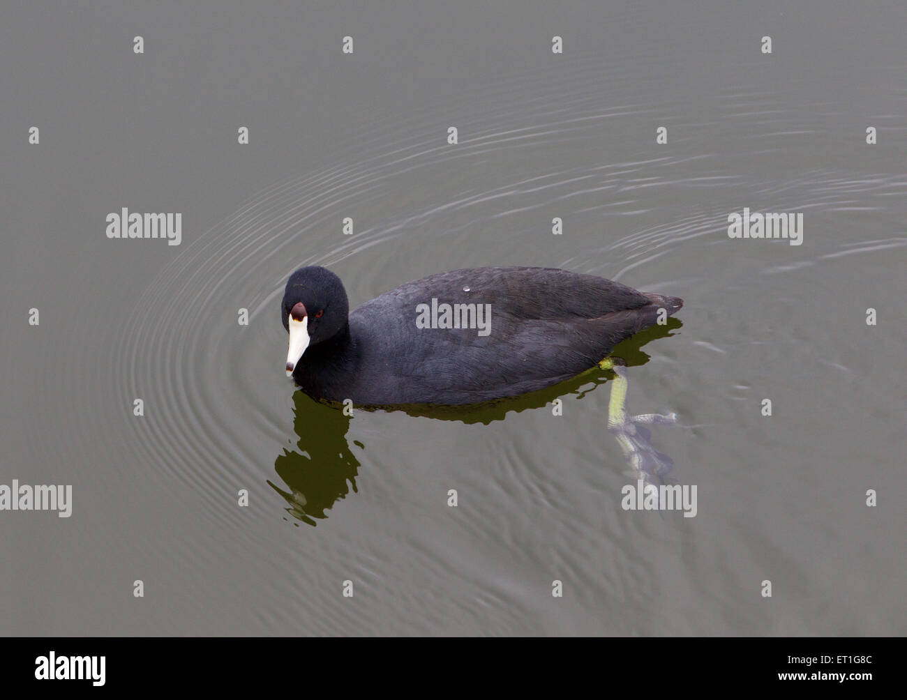 The coot is searching something Stock Photo - Alamy