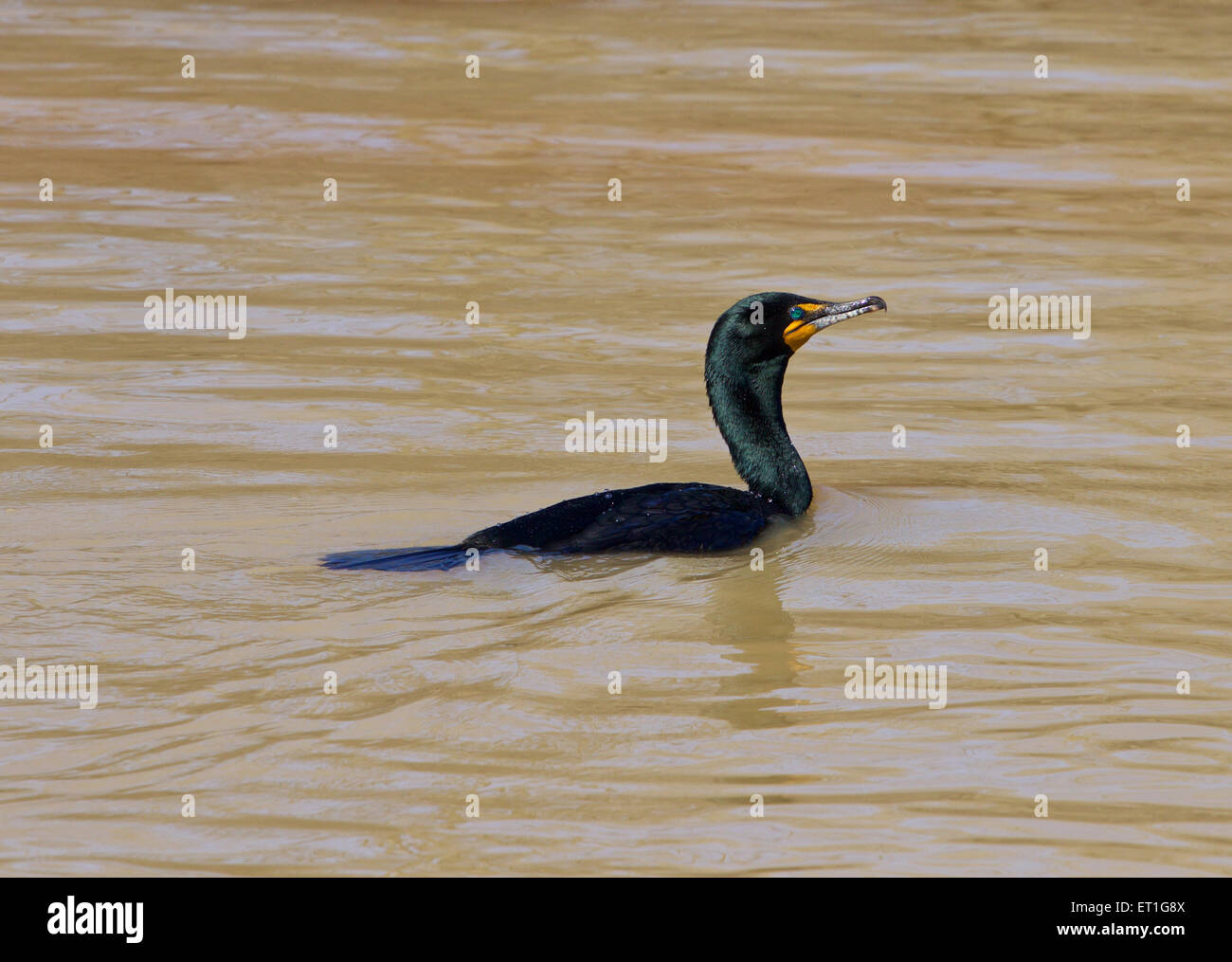 Cormorant Feet High Resolution Stock Photography and Images - Alamy