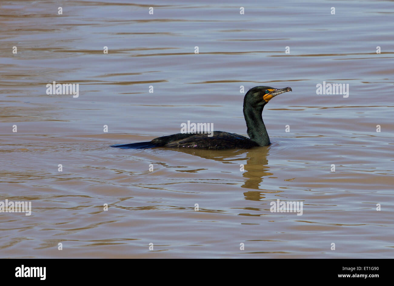 Cormorant Feet High Resolution Stock Photography and Images - Alamy