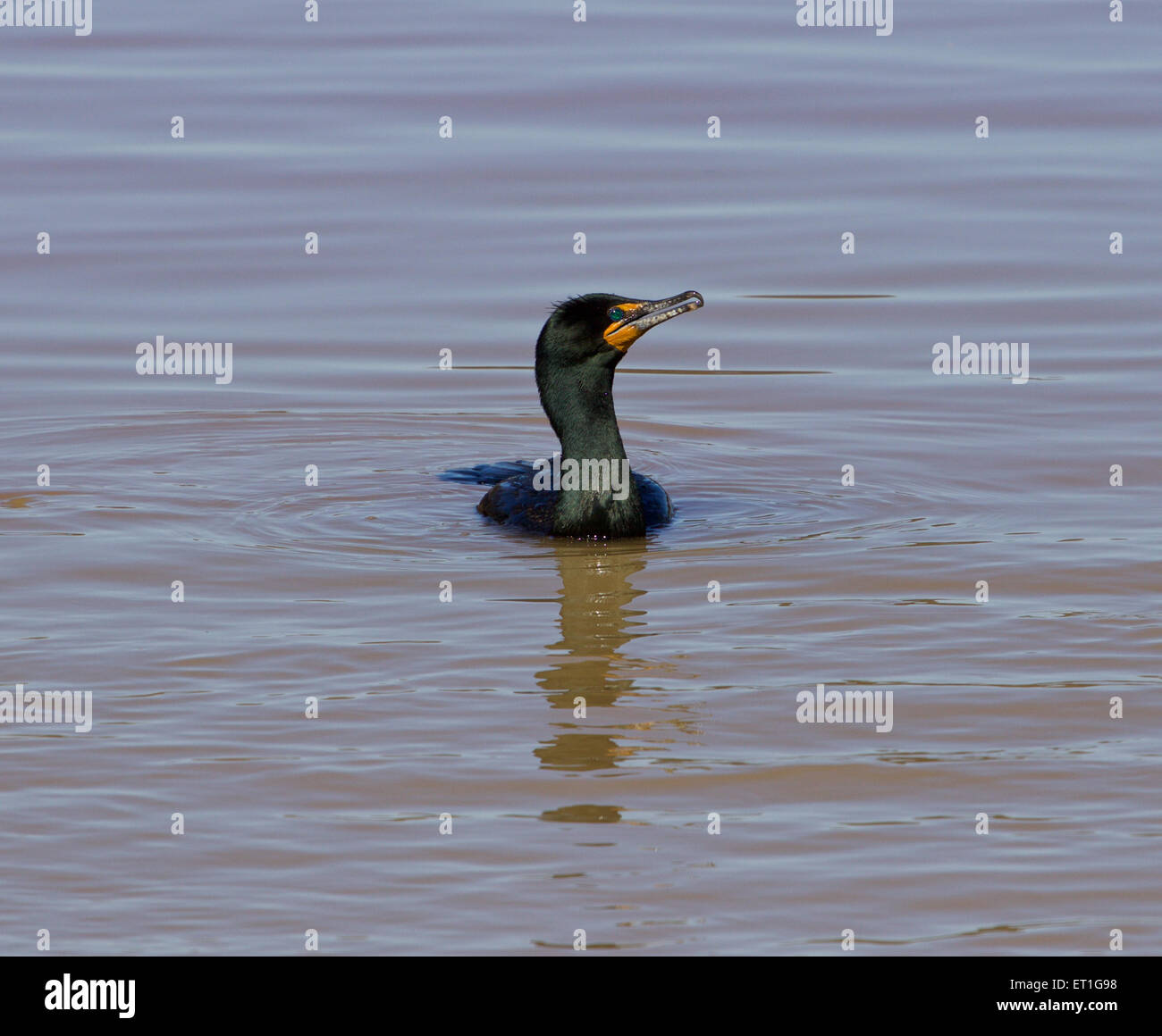 Cormorant Feet High Resolution Stock Photography and Images - Alamy