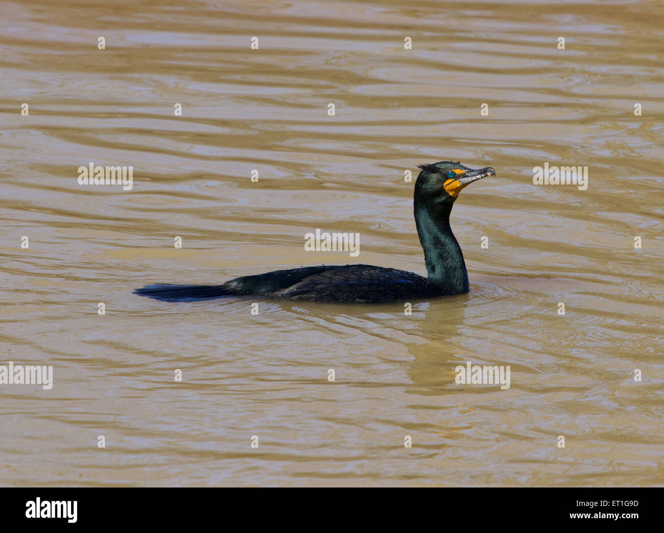 Cormorant catch fish hi-res stock photography and images - Alamy