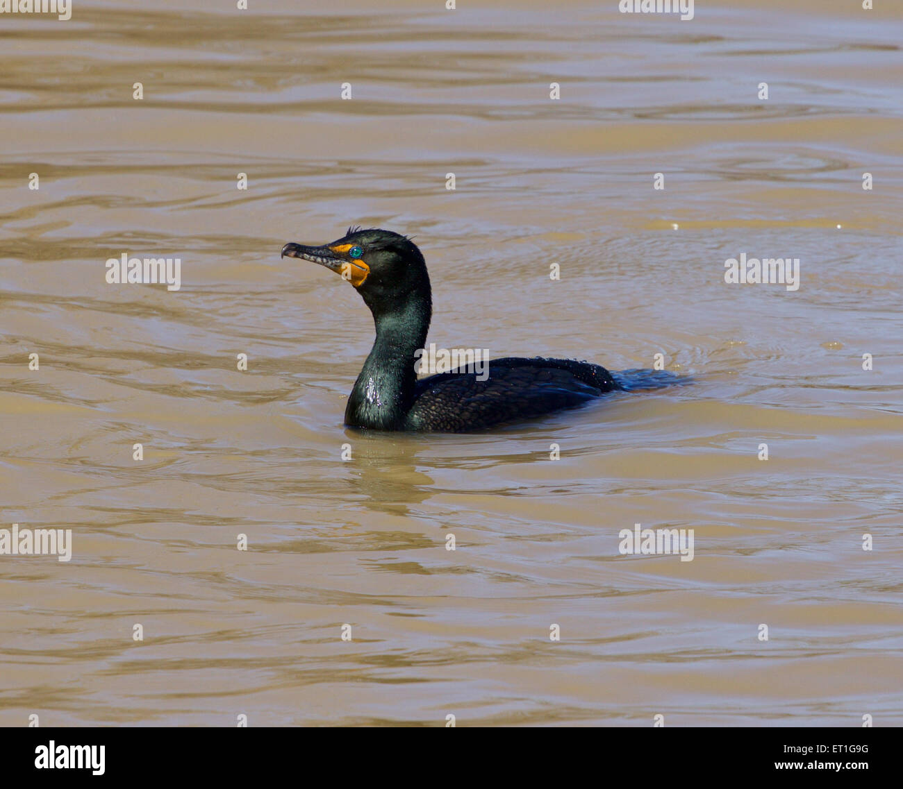 Cormorant Feet High Resolution Stock Photography and Images - Alamy