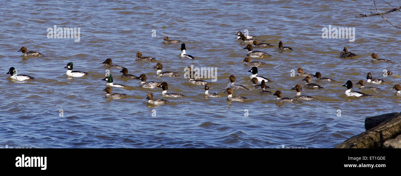The swarm of ducks Stock Photo - Alamy