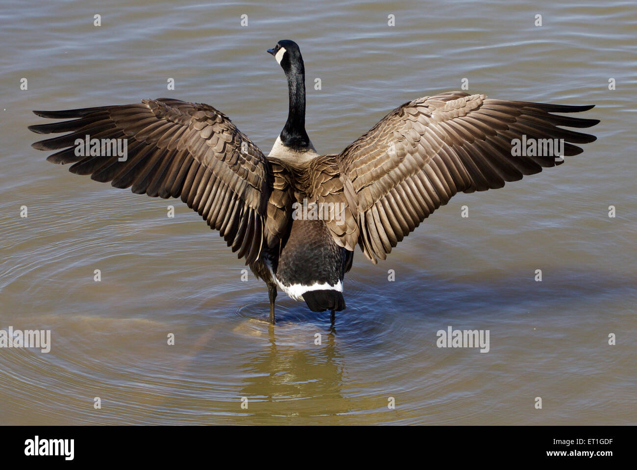 Beautiful cackling goose spreads his wings Stock Photo - Alamy