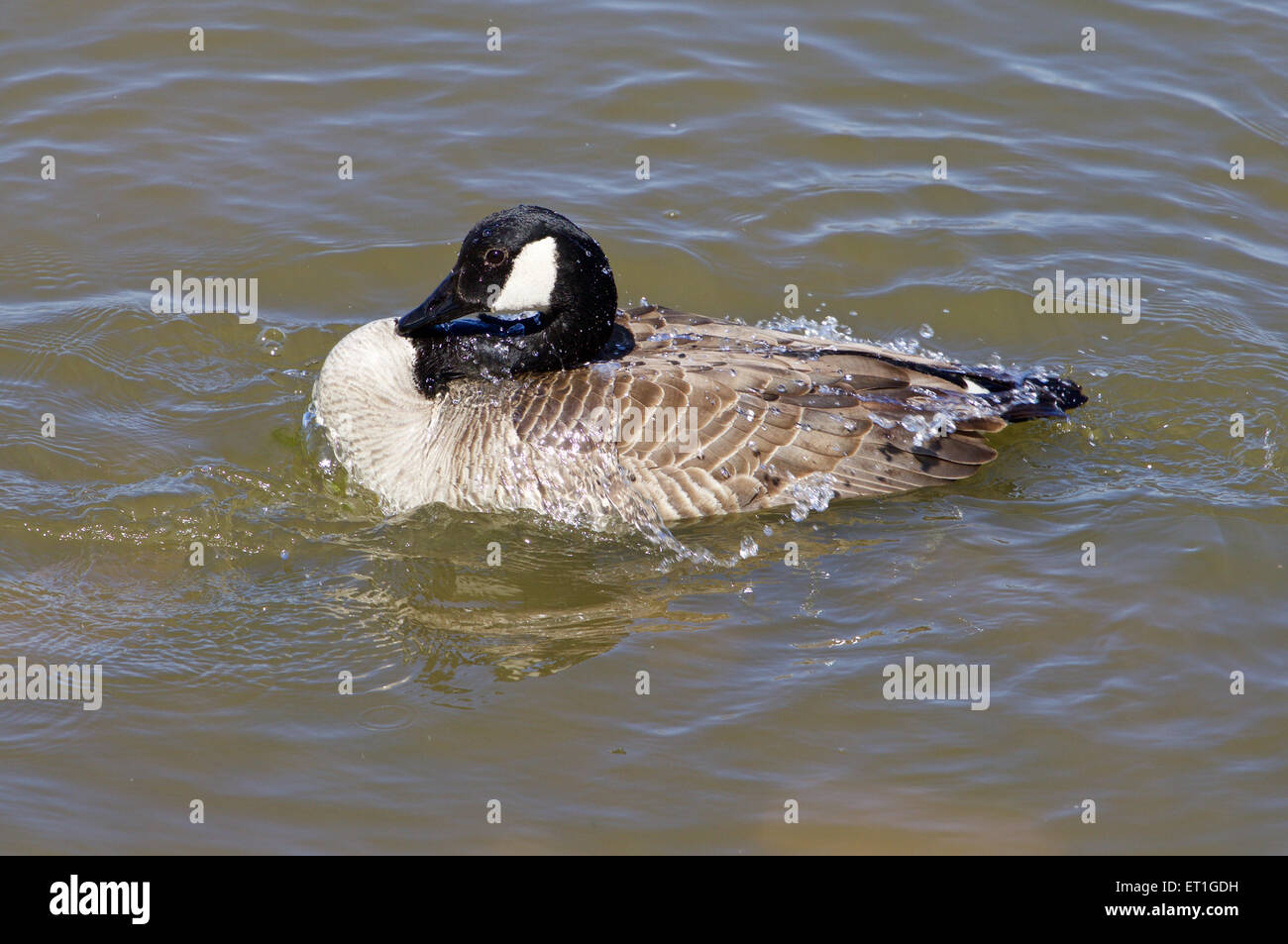 Goose washing hi-res stock photography and images - Alamy