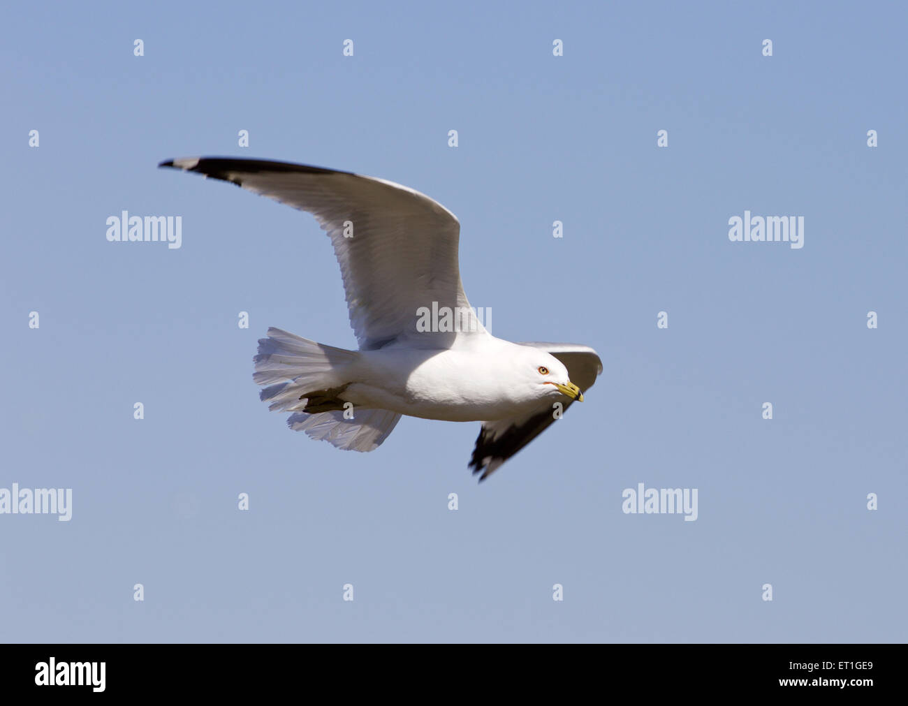 Gull flying expression hi-res stock photography and images - Alamy