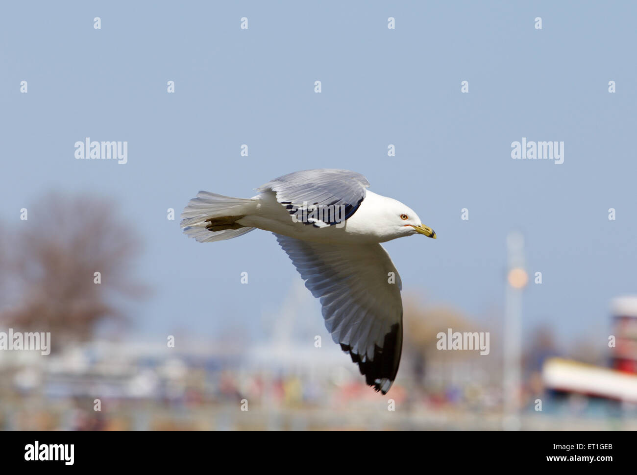The gull is flying Stock Photo - Alamy