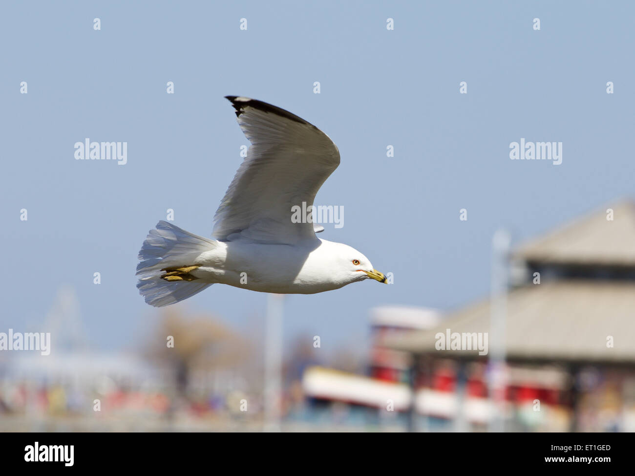 Gull flying expression hi-res stock photography and images - Alamy