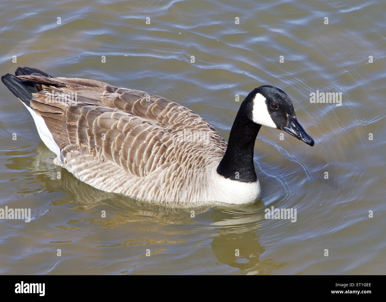 Cackling goose close-up Stock Photo - Alamy