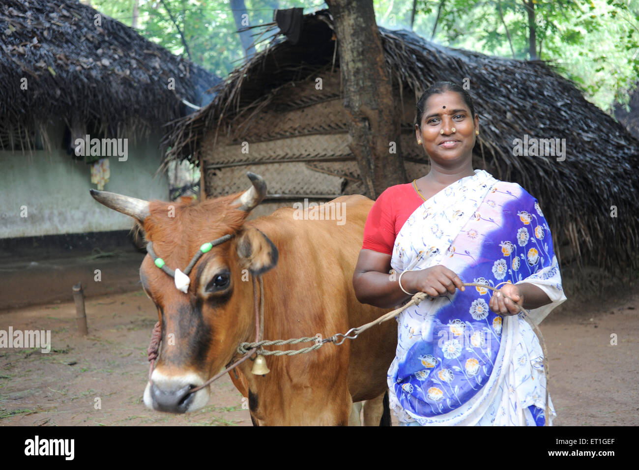 Cow help hi-res stock photography and images - Alamy