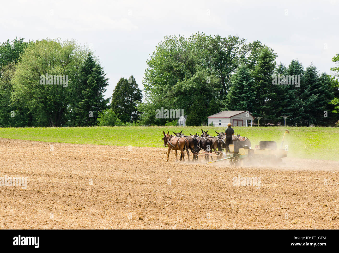 Amish farmer hi-res stock photography and images - Alamy