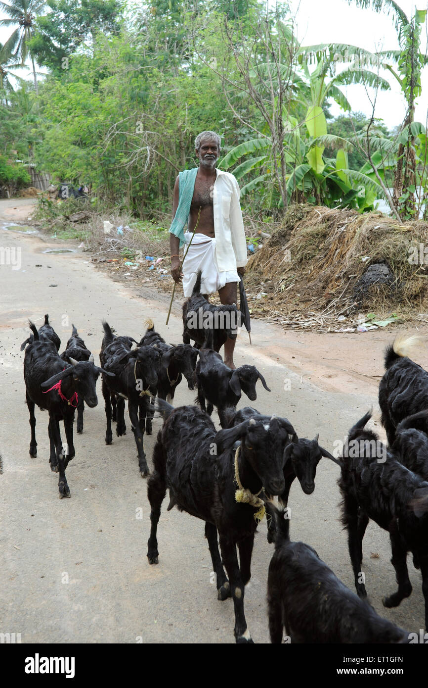 Man with goat hi-res stock photography and images - Alamy