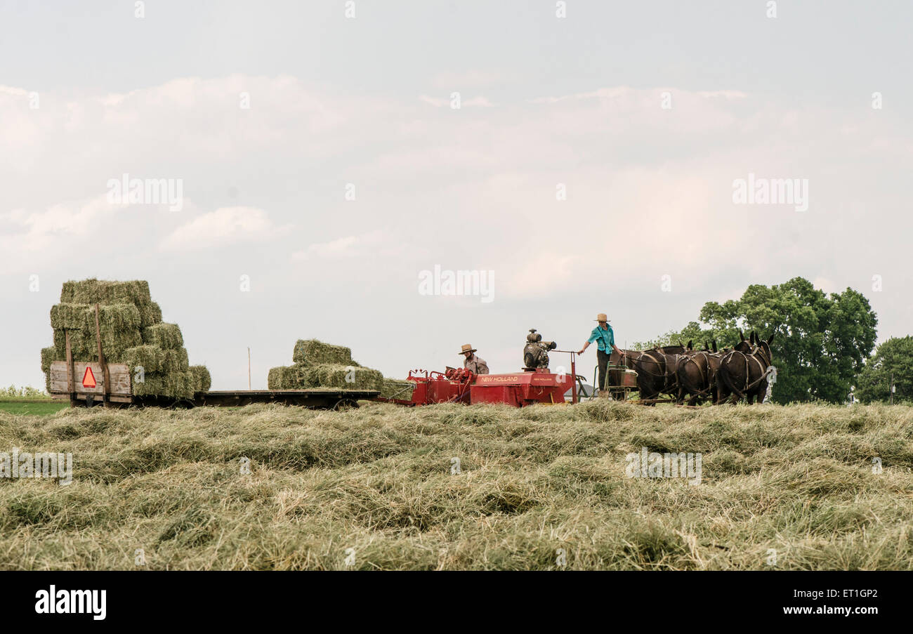 Amish farmers collecting hay in traditional way, countryside, Lancaster ...