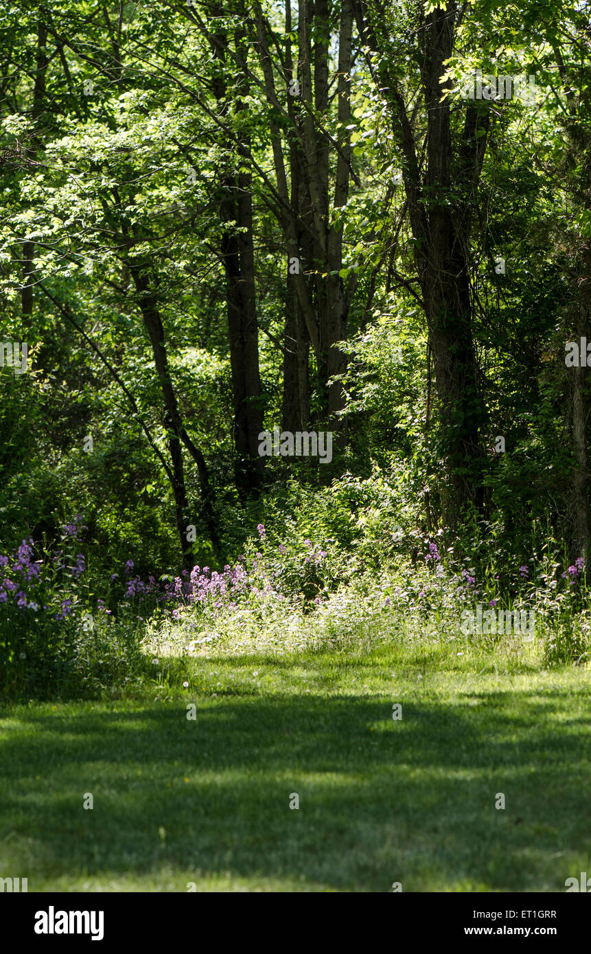Jacobsburg State Park in summer, forest Park landscape, Pennsylvania ...
