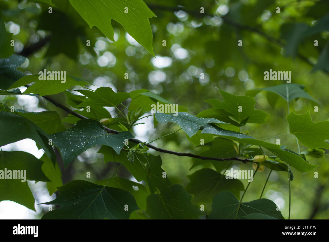 Tulip tree branch with leaves close up. Raindrops and blurred ...