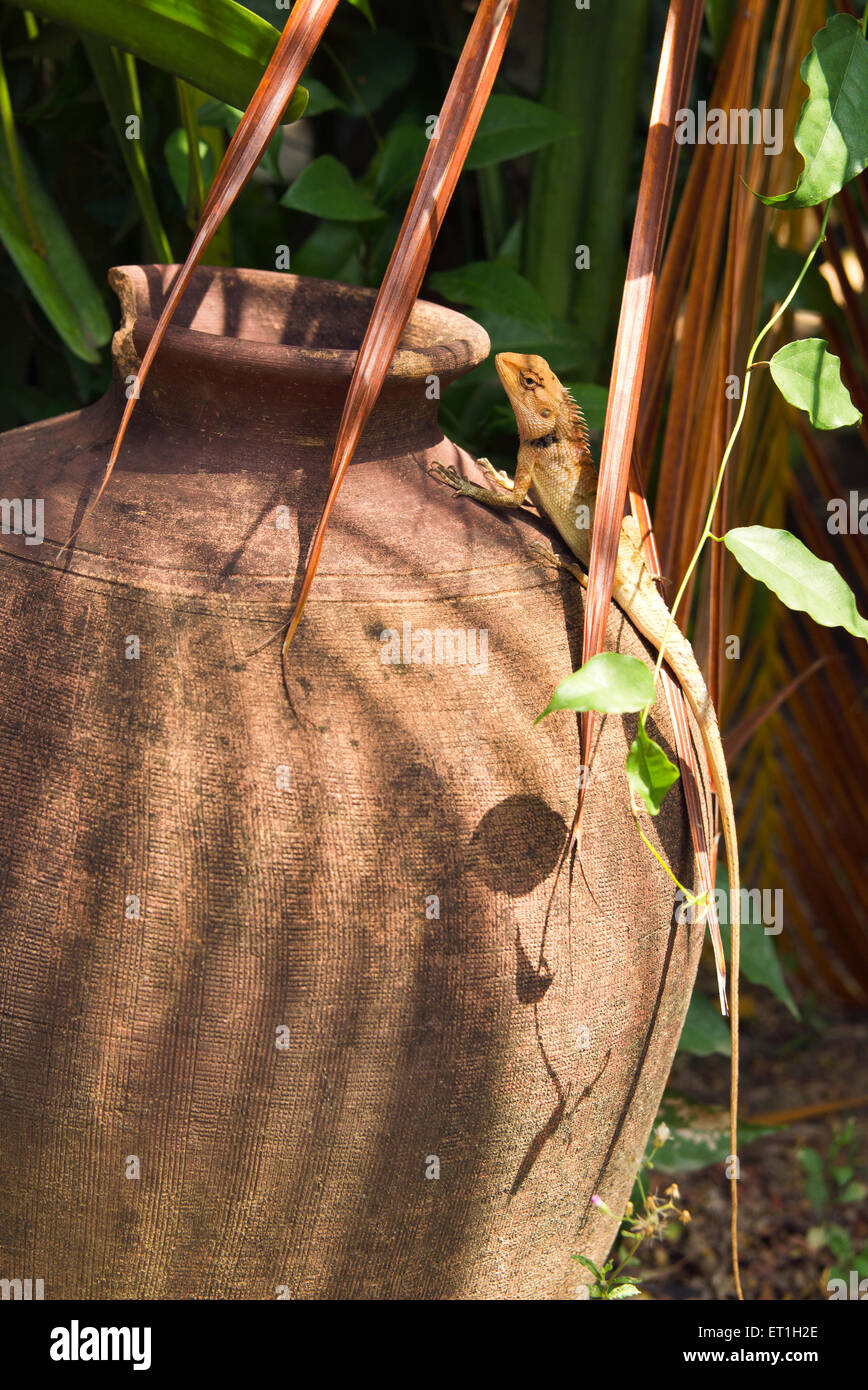 colorful lizard with a long tail standing on a old pot. wild animals ...