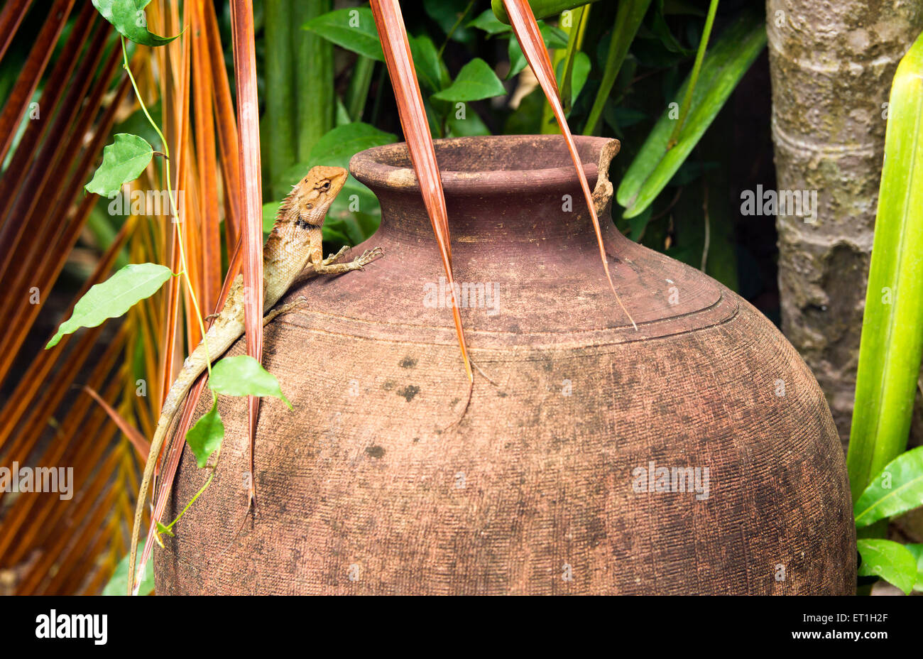 Crested spine hi-res stock photography and images - Alamy