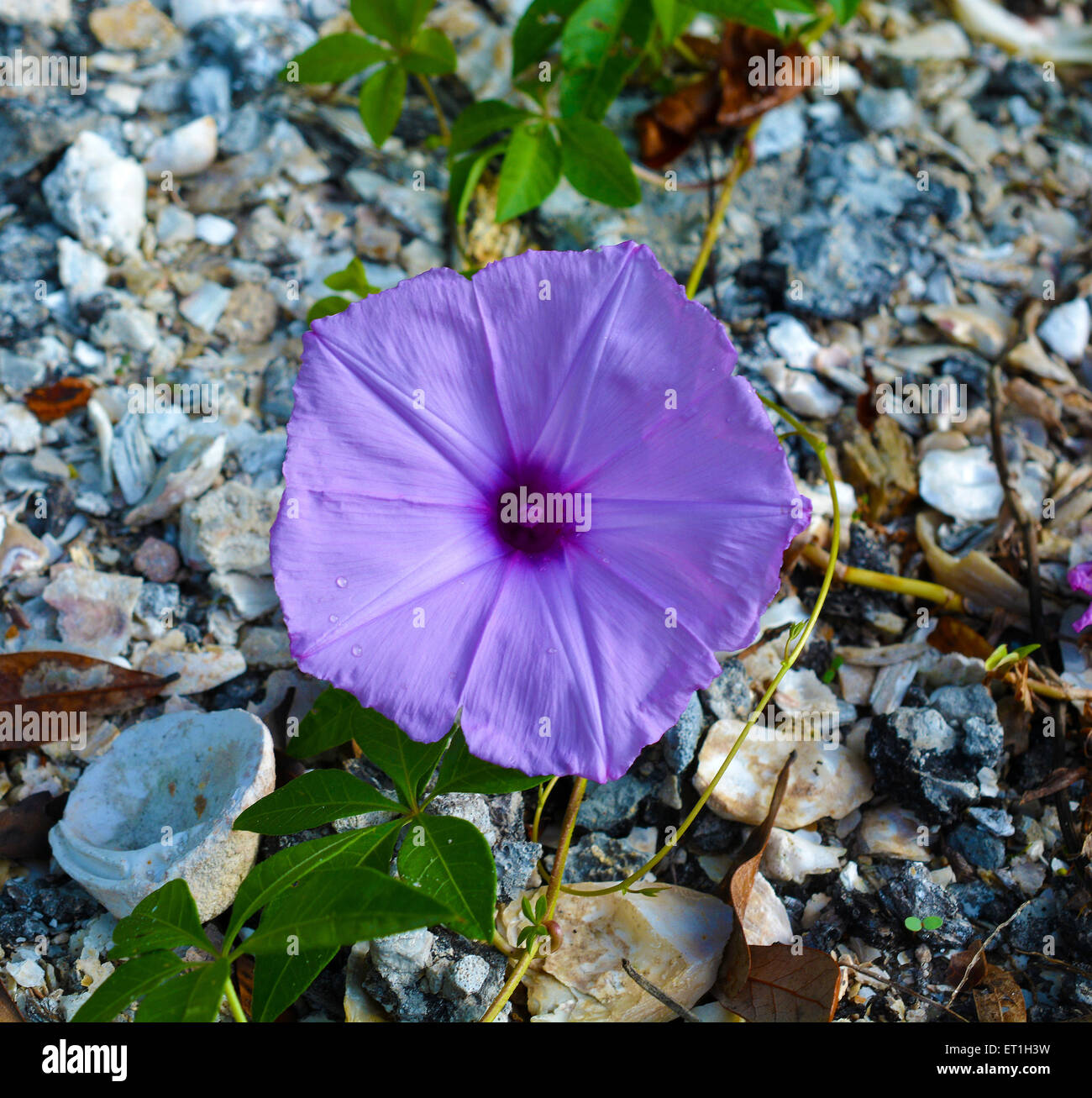 Picture of a Railroad Vine. Taken in Brooksville, Florida USA Stock ...