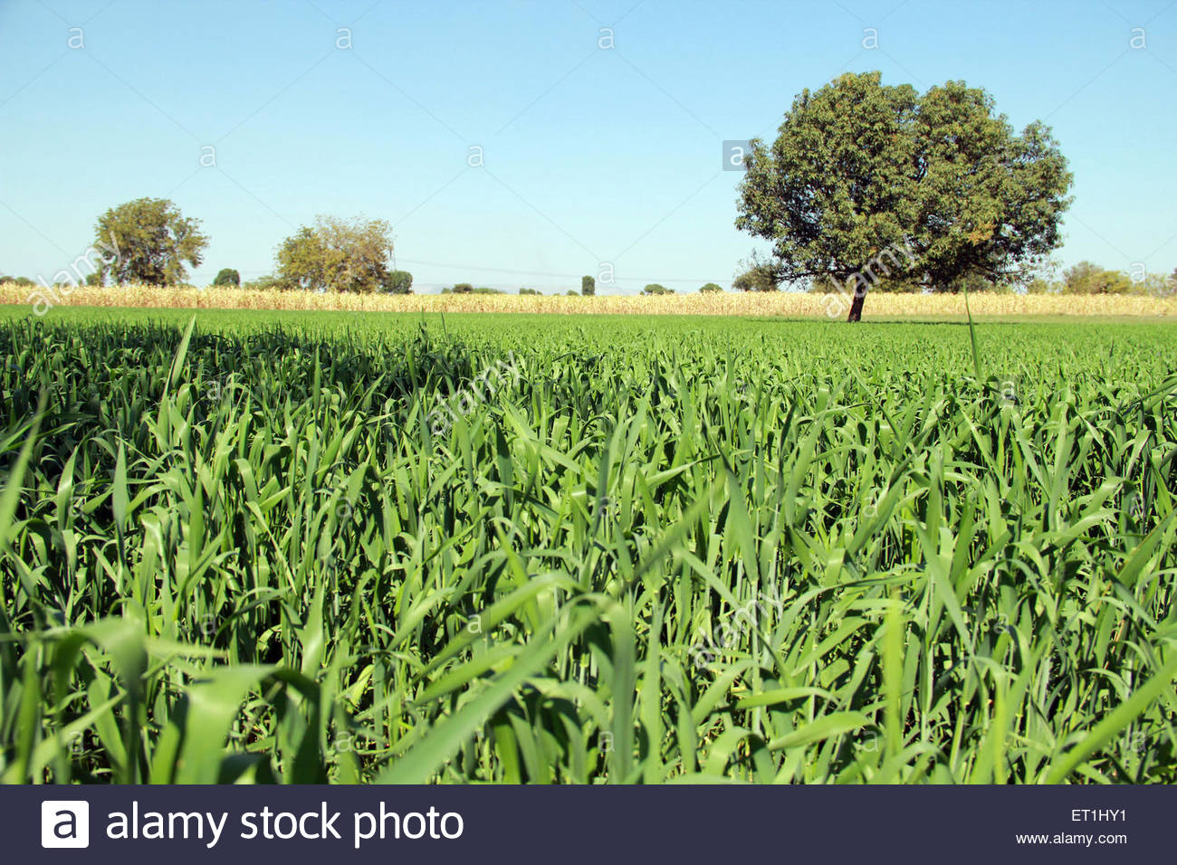 Jowar Stock Photos & Jowar Stock Images - Alamy