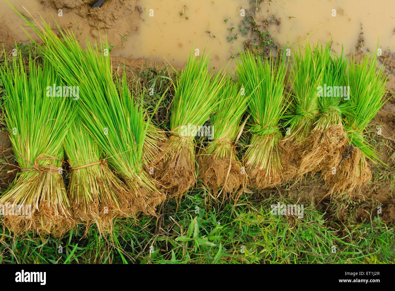Bunch Of Paddy High Resolution Stock Photography and Images - Alamy