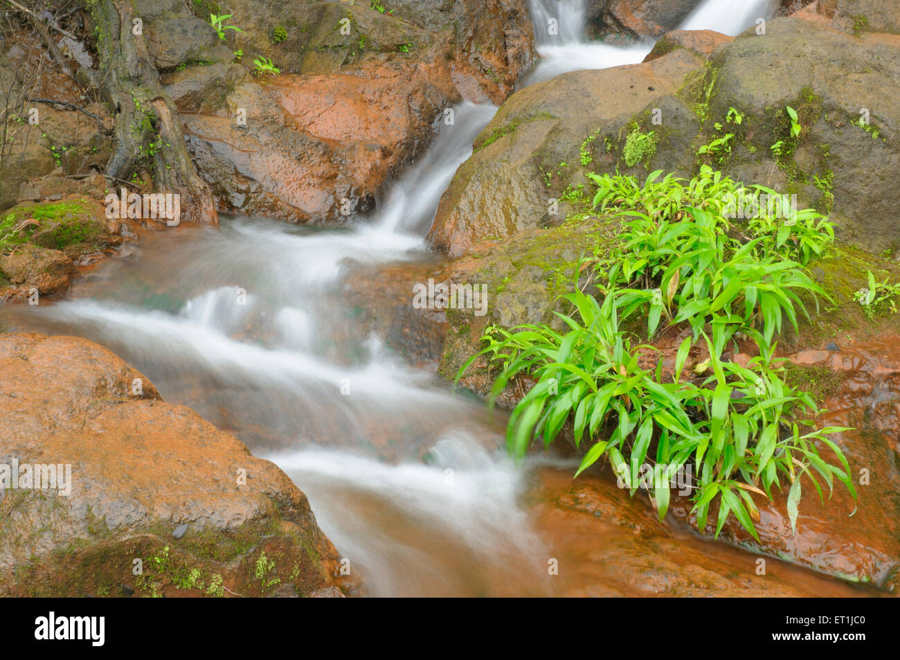 waterfall monsoon greenery, Mahabaleshwar, Maharashtra, India, Asia ...