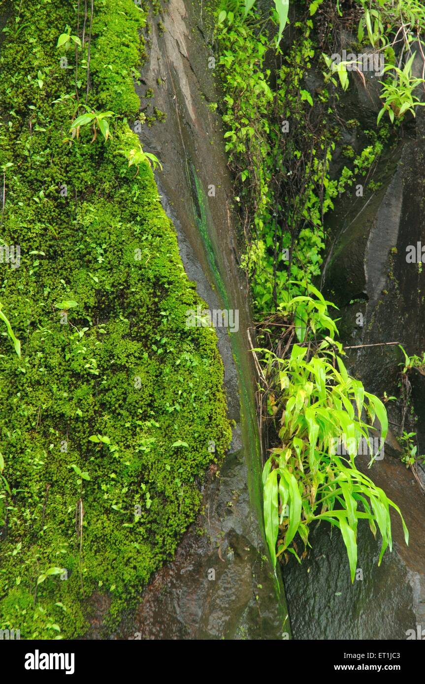 moss on rocks Stock Photo - Alamy