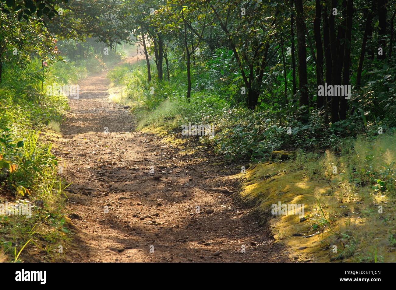 Madhya pradesh forest hi-res stock photography and images - Alamy