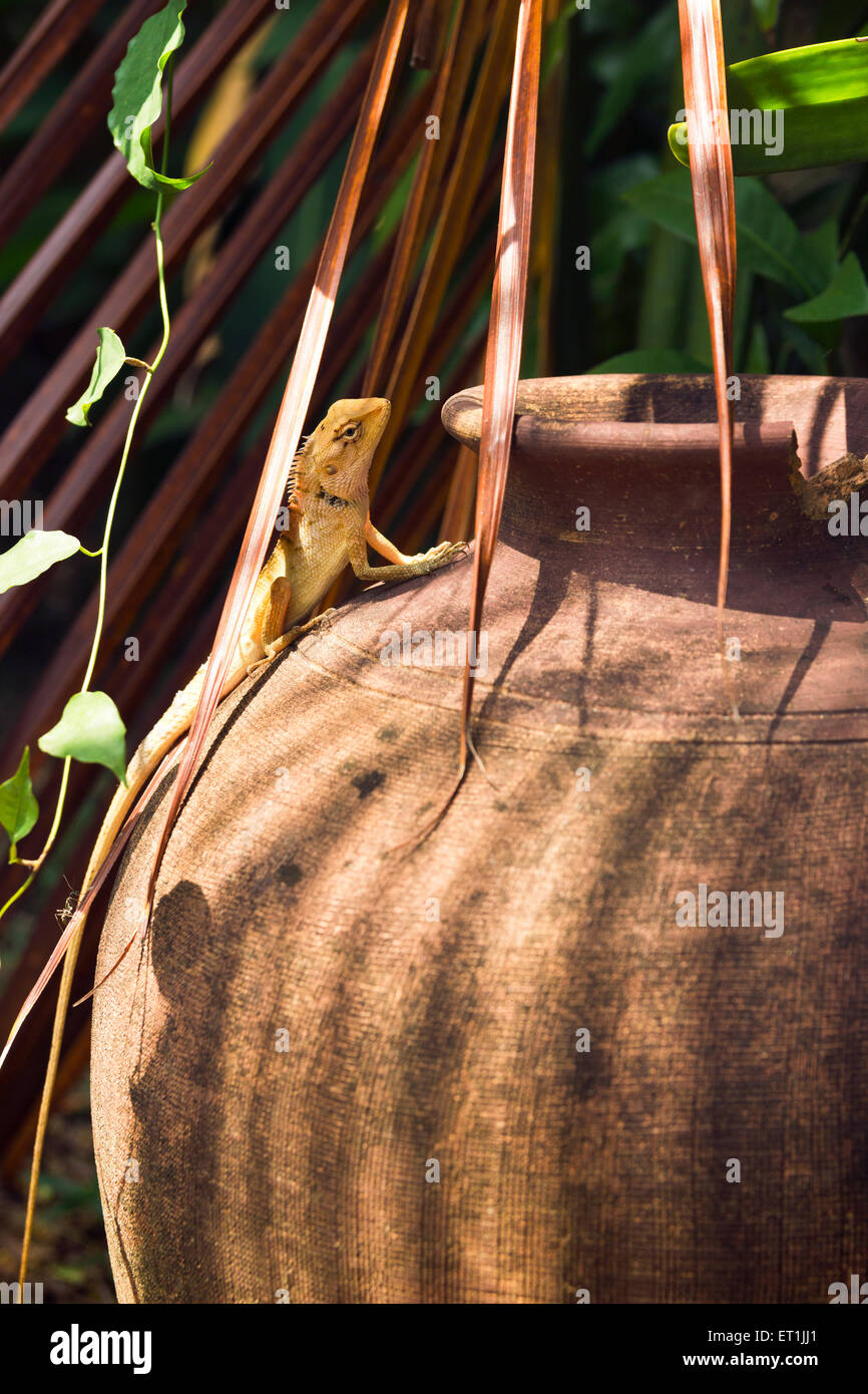 orange, crested lizard with a long tail standing on a old pot. wild ...
