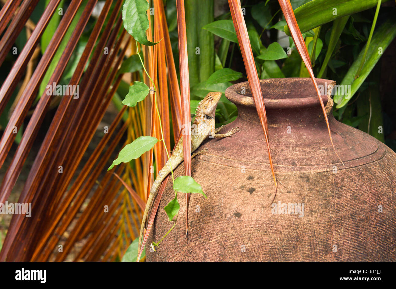 Reptile with long tail hi-res stock photography and images - Alamy