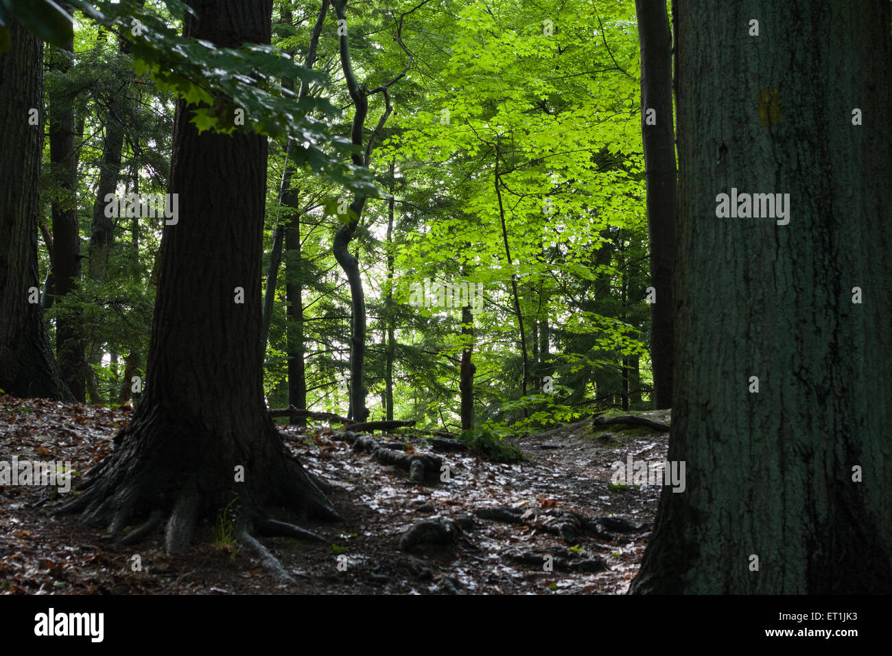 View wet forest floor hi-res stock photography and images - Alamy