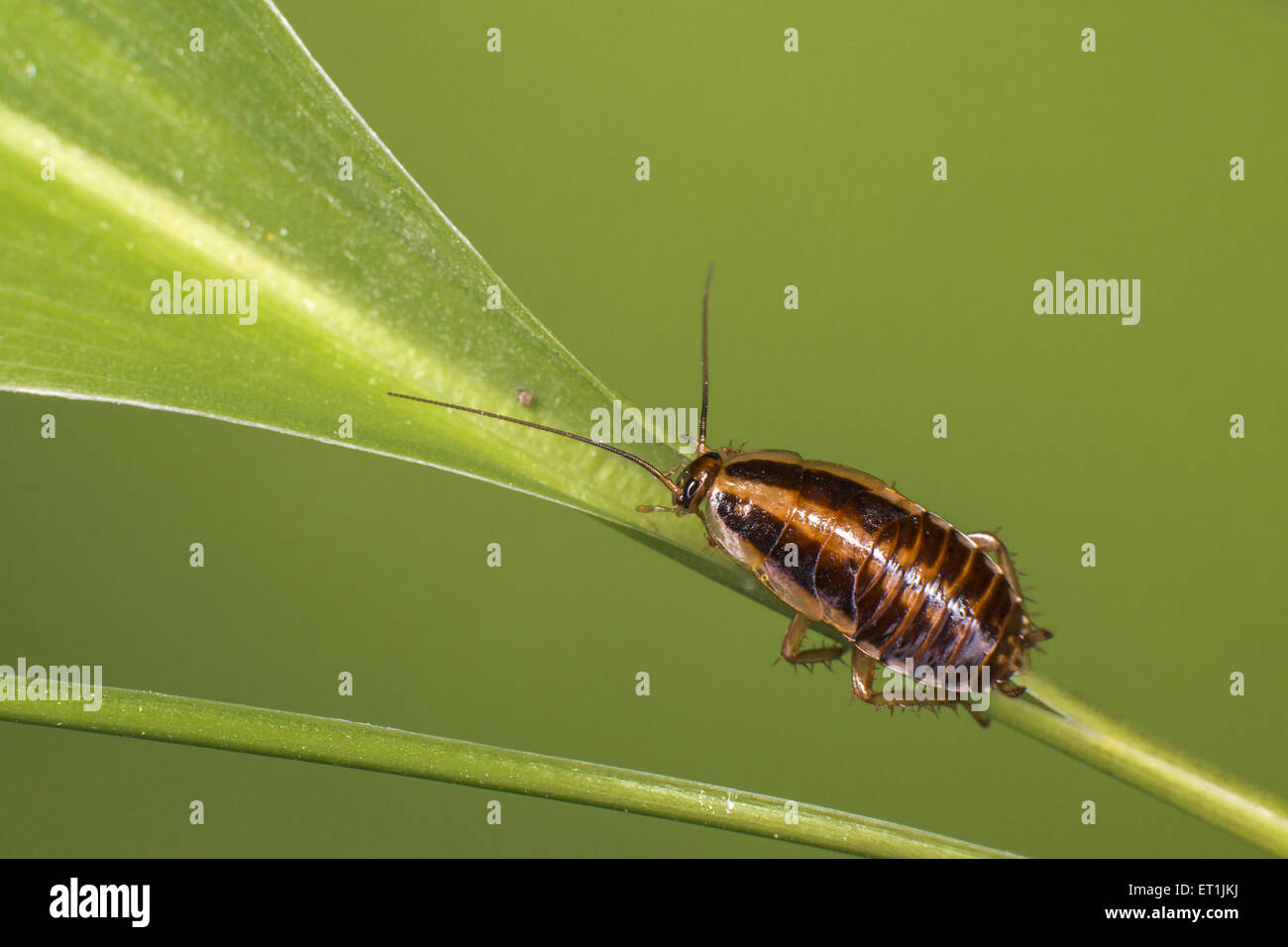 The German cockroach (Blattella germanica Stock Photo - Alamy