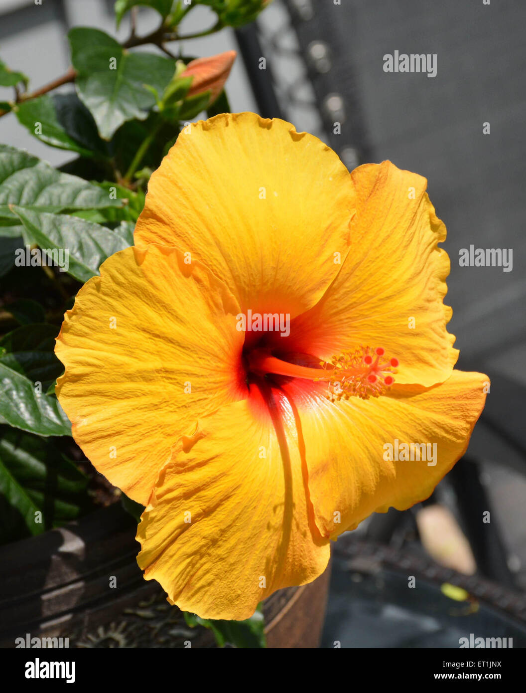 Yellow hibiscus flower plant hi-res stock photography and images - Alamy