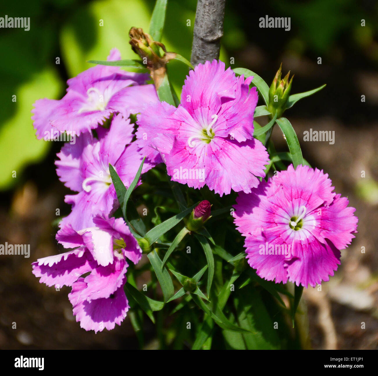 Purple spring hi-res stock photography and images - Alamy