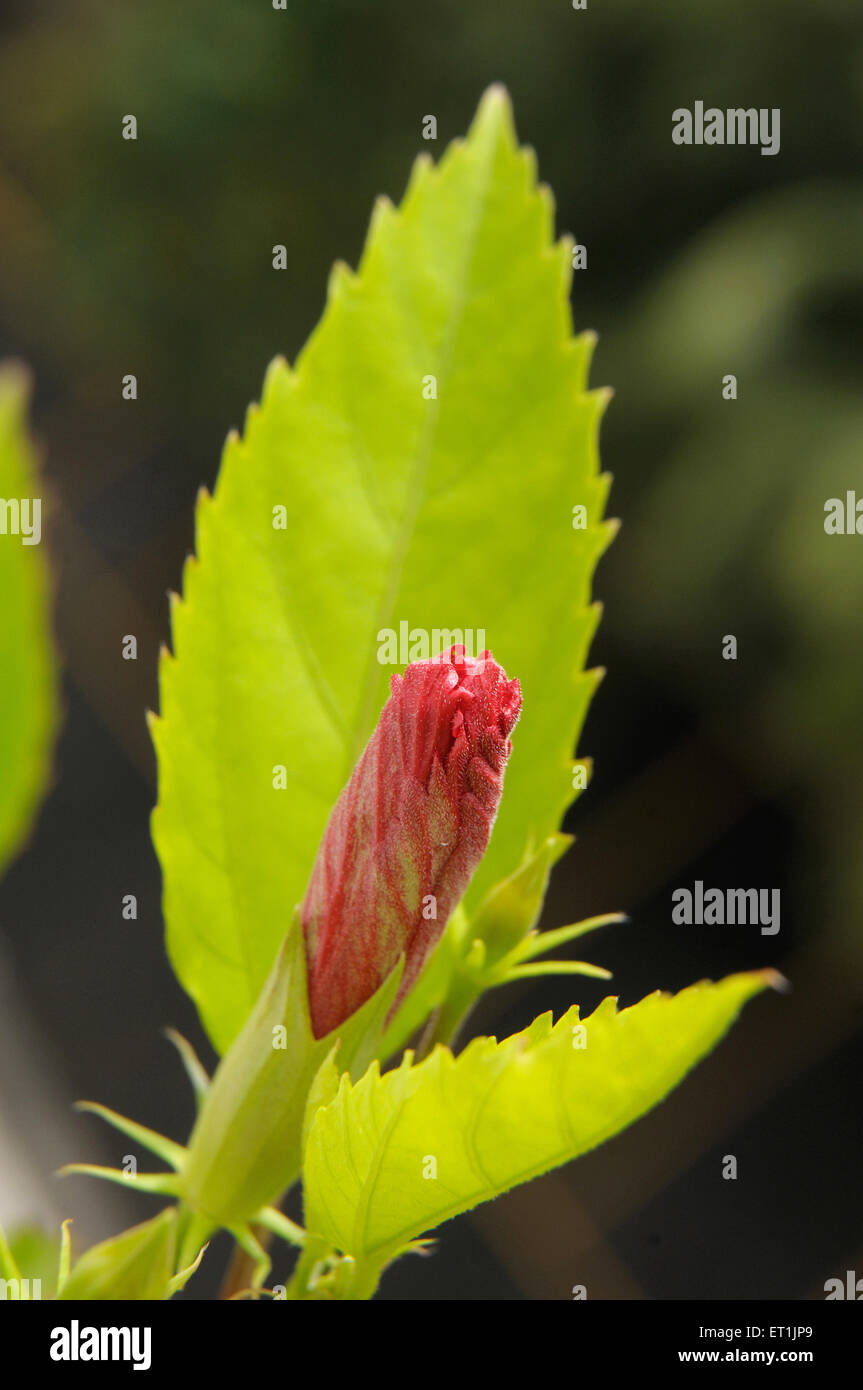 Hibiscus Bud High Resolution Stock Photography and Images - Alamy