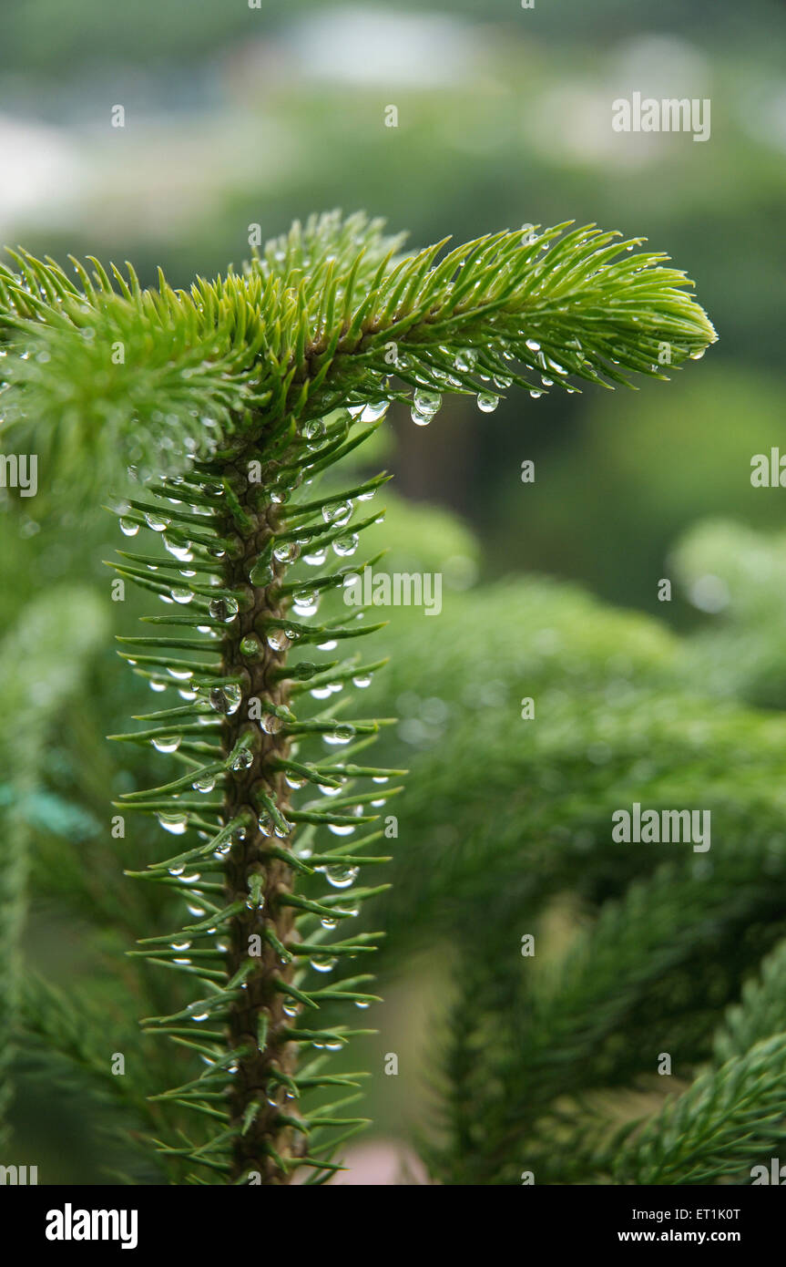 Indian fir tree hi-res stock photography and images - Alamy