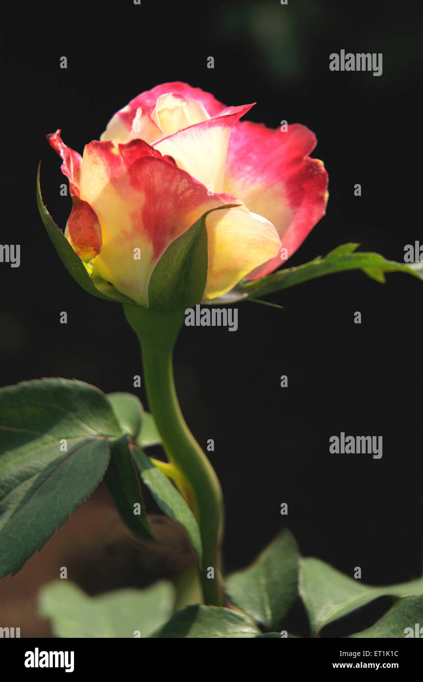 rose flower yellow red Stock Photo - Alamy