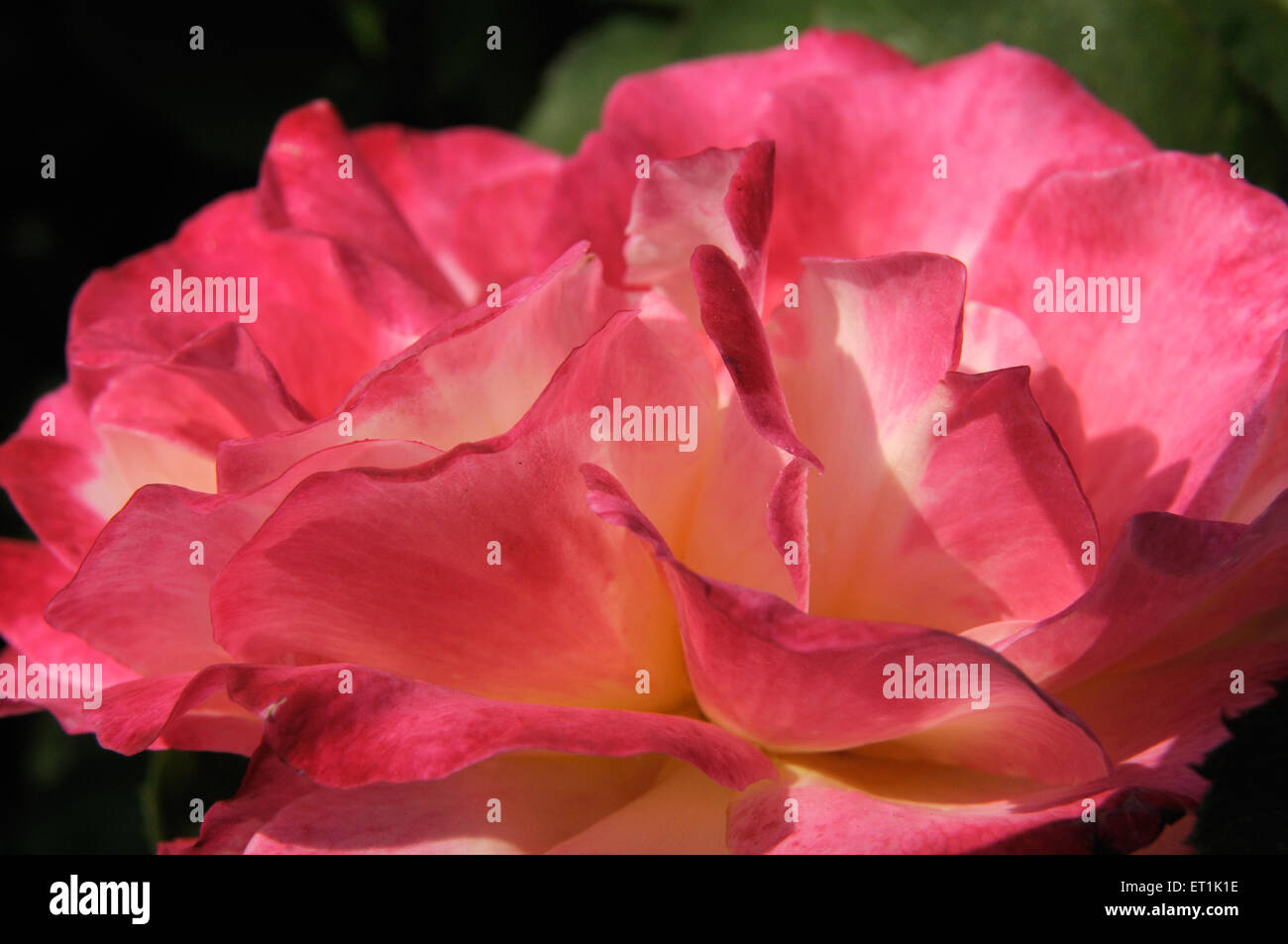 rose flower closeup background Stock Photo - Alamy