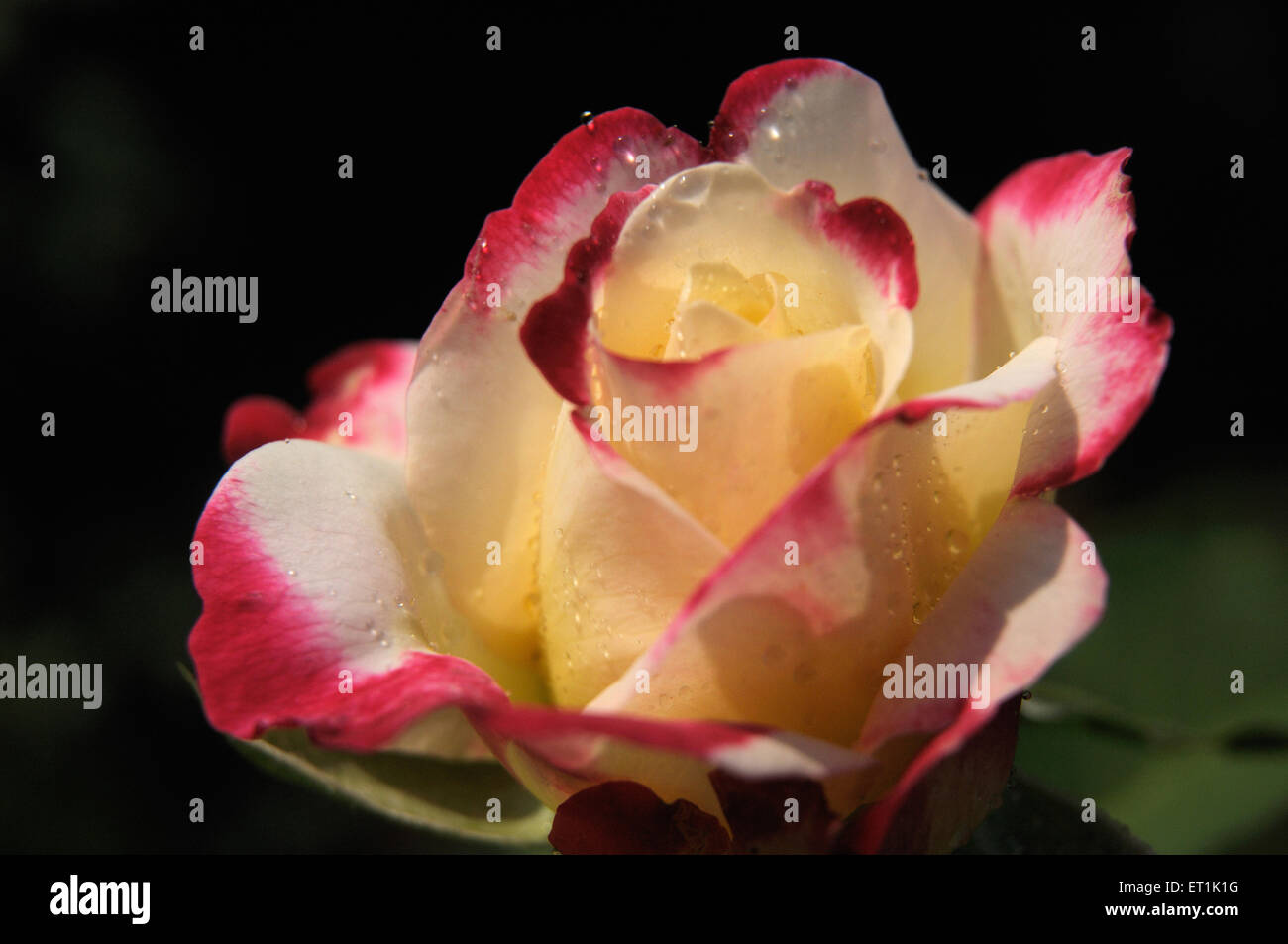 White background colors hi-res stock photography and images - Alamy