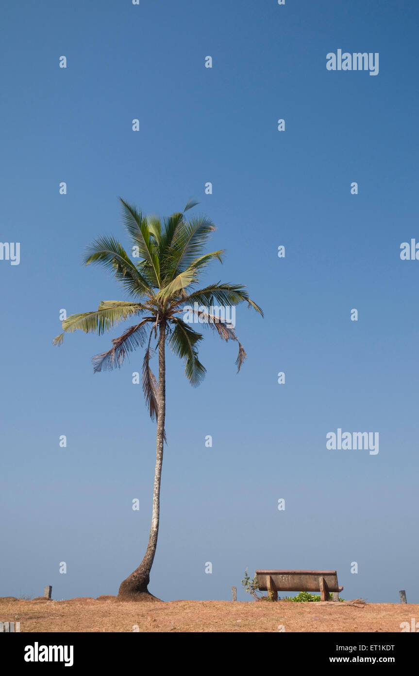 Palm Tree Goa Beach High Resolution Stock Photography and Images - Alamy