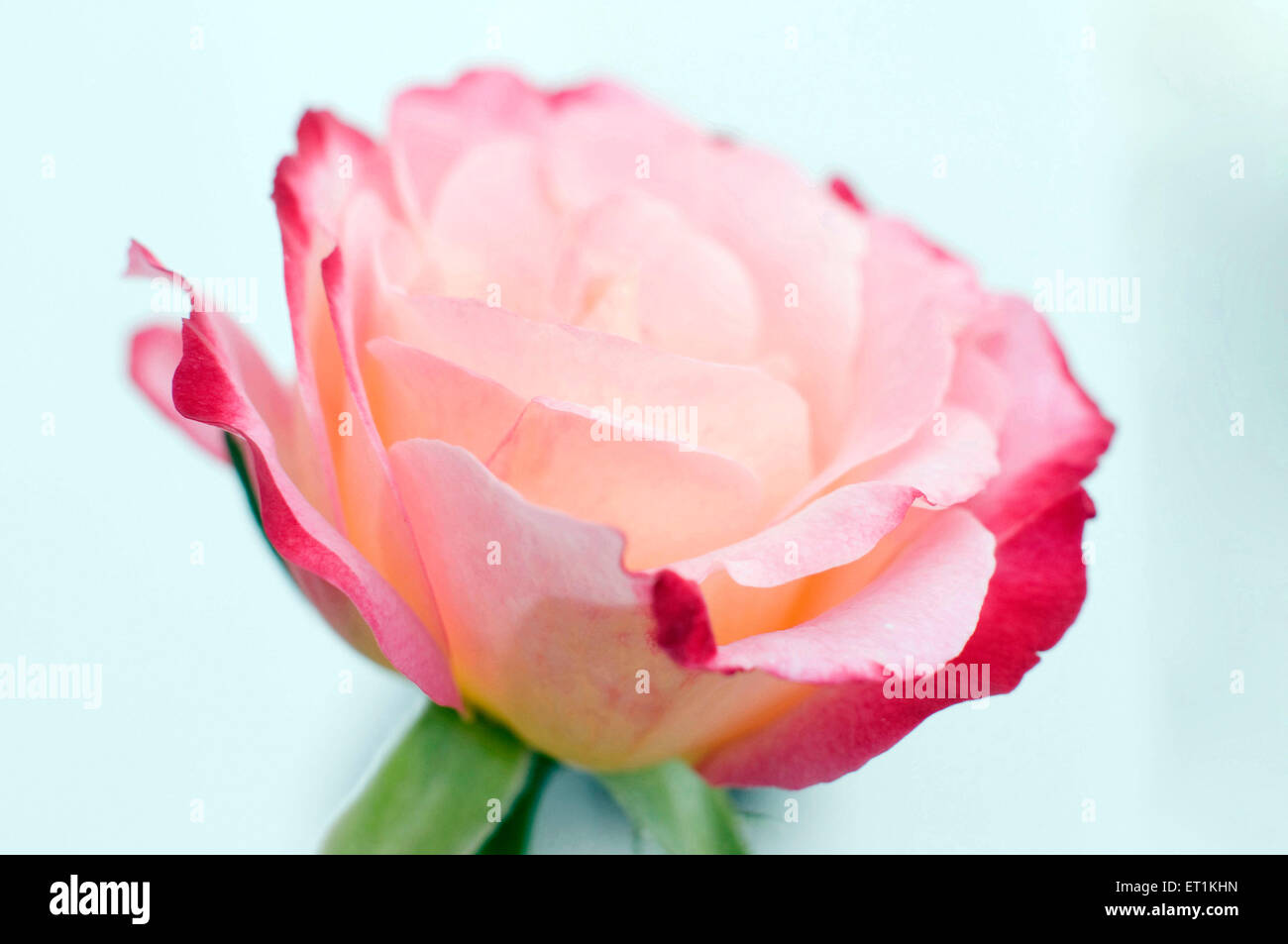 India pink roses hi-res stock photography and images - Alamy