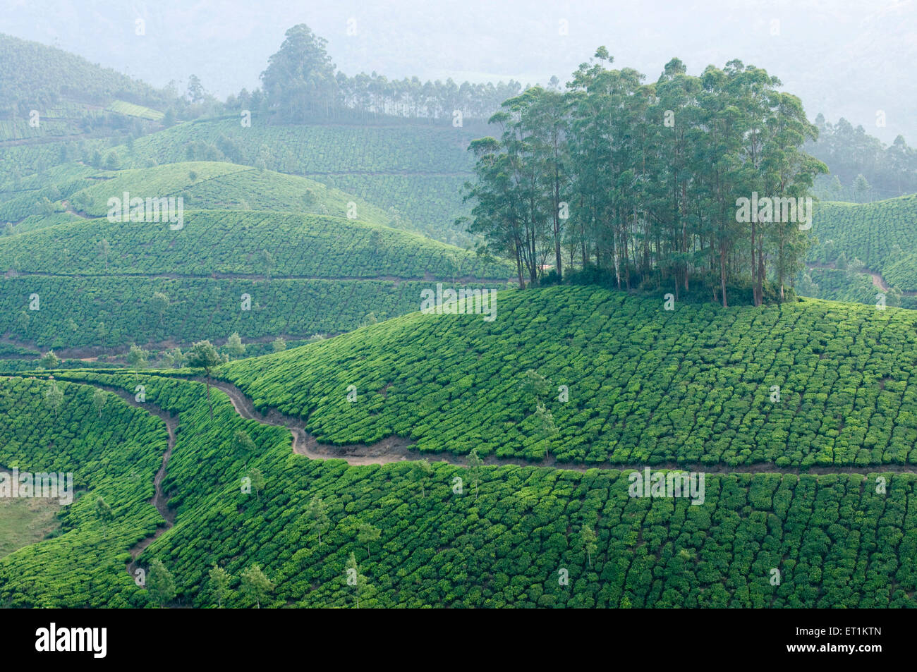 Tea Garden munnar kerala India Asia Stock Photo - Alamy
