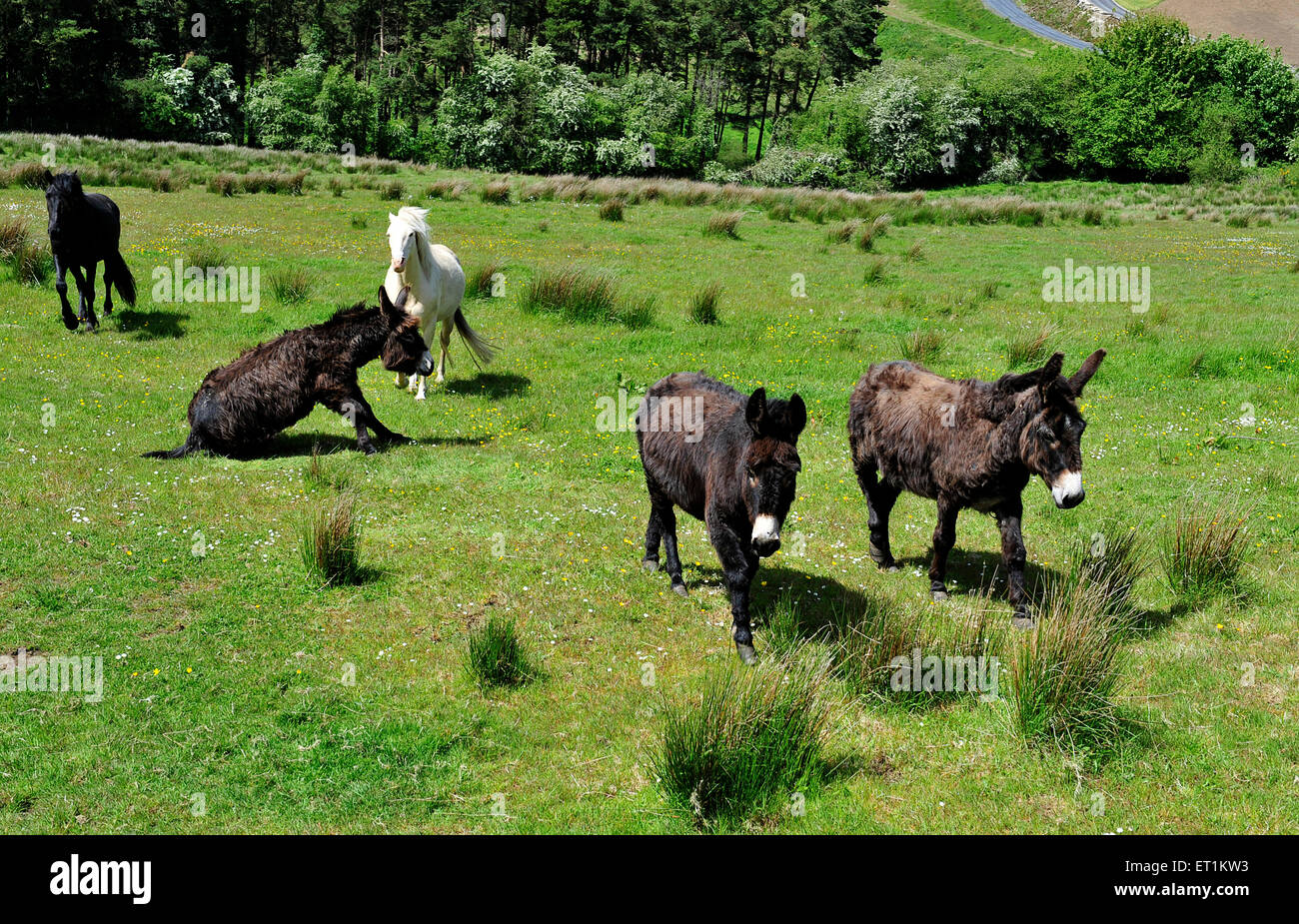 Donkeys (Equus asinus asinus) and horses (Equus ferus caballus) in a ...