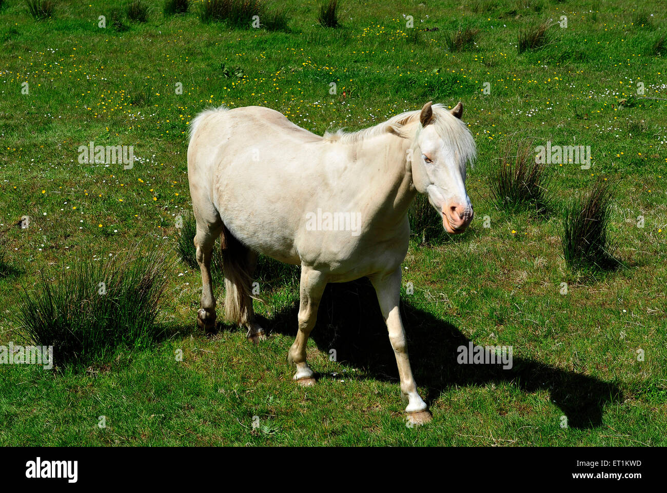 White horse (Equus ferus caballus) in a field in Donegal, Ireland Stock ...