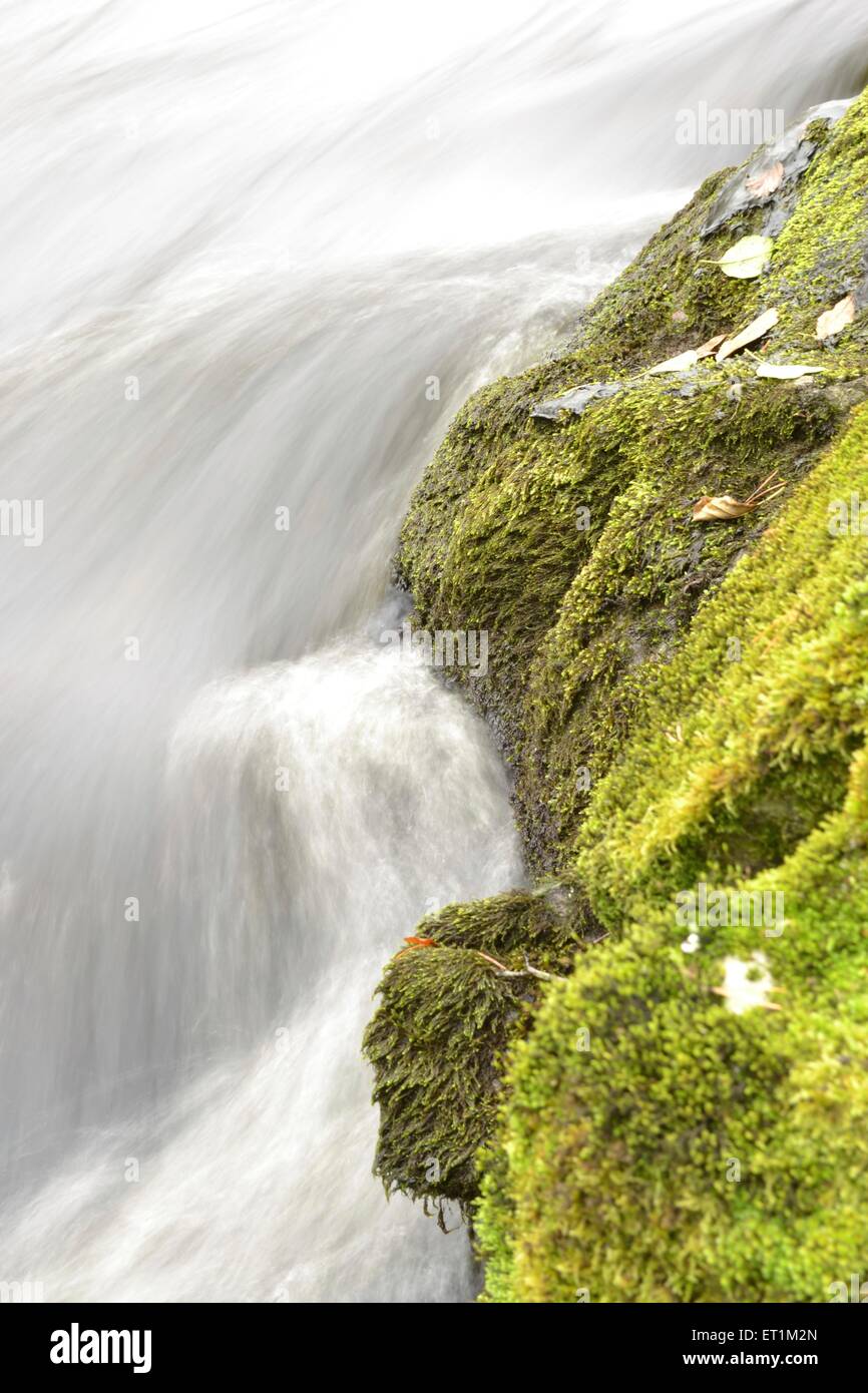 Fauna vertical hi-res stock photography and images - Alamy