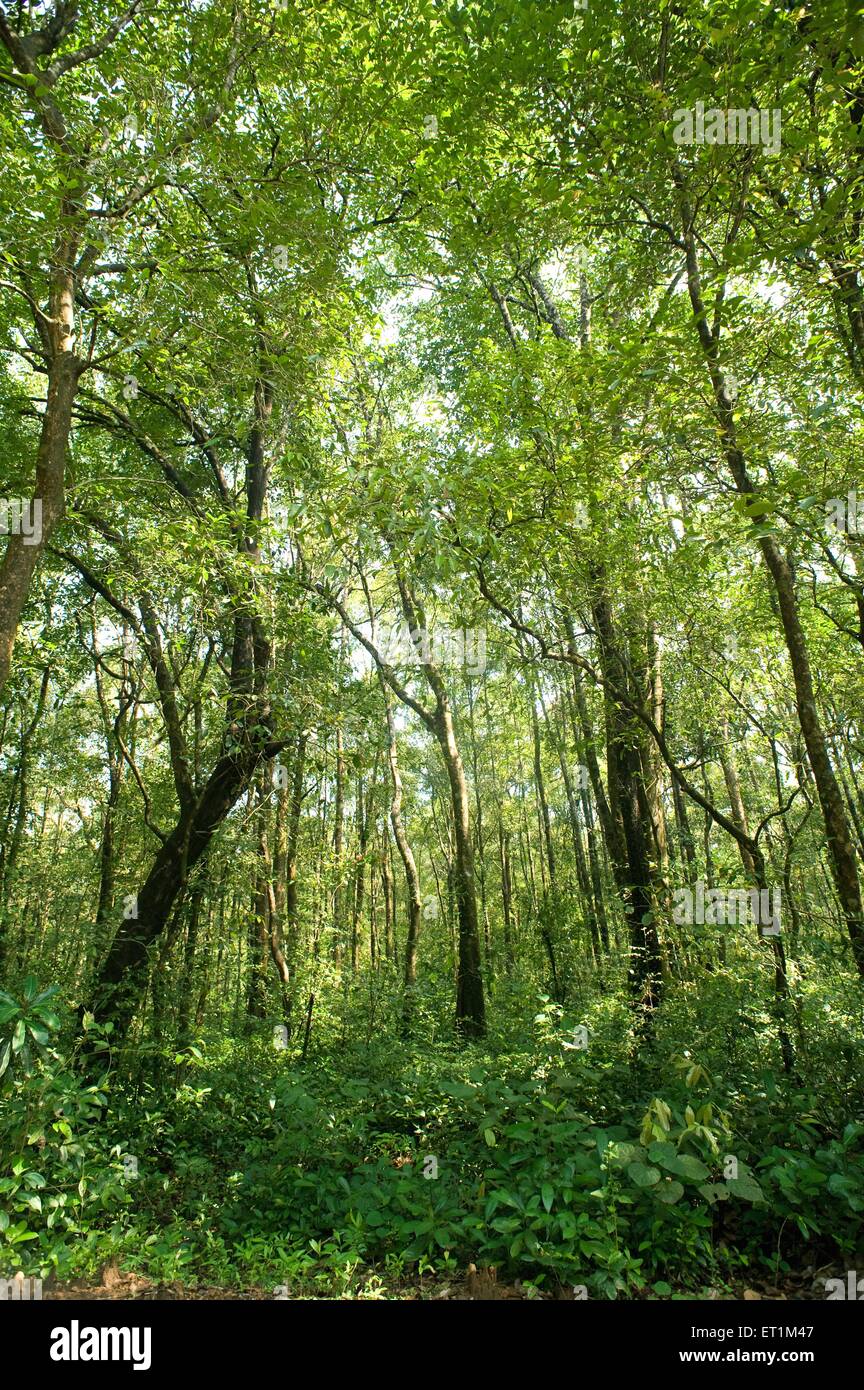 Karnataka Forest High Resolution Stock Photography and Images - Alamy