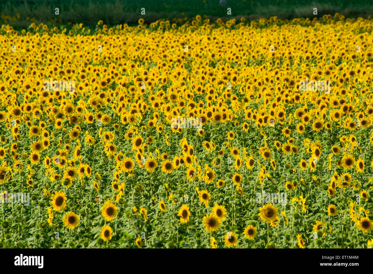 Sunflower Crop India High Resolution Stock Photography and Images - Alamy