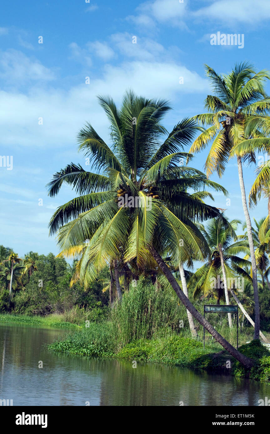 Kerala Coconut Tree Images